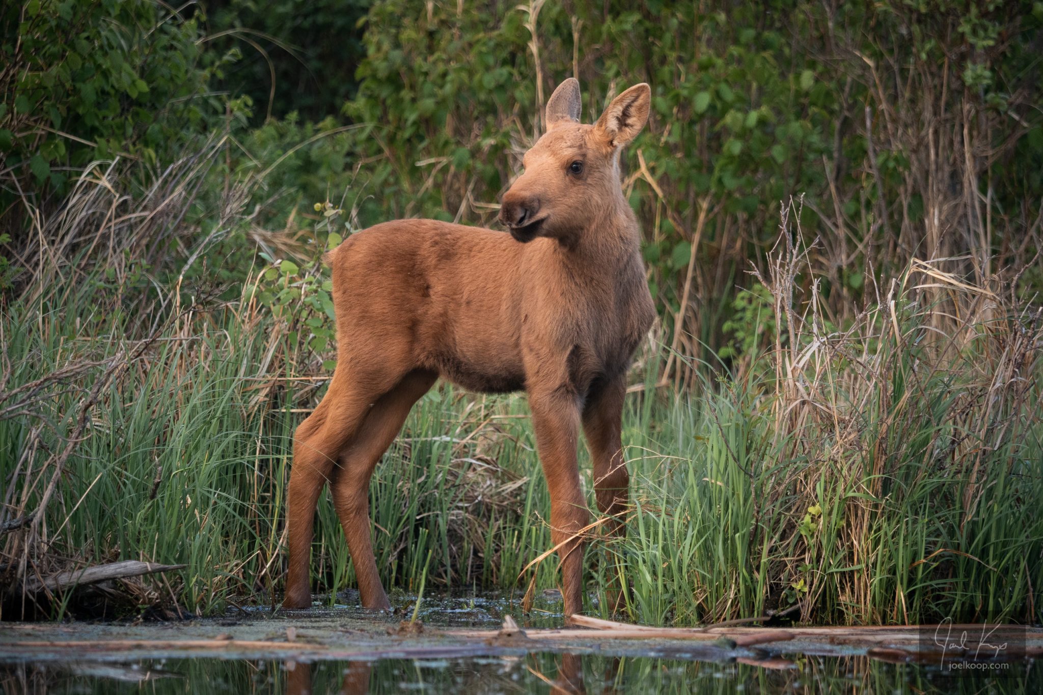 the life of a nature photographer – photographic discovery through ...